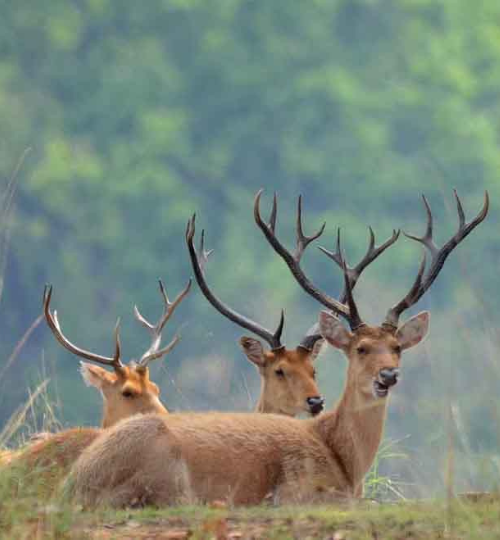 WILDLIFE ODISHA ECO TOURISM TRAILS WITH GOLDEN TRIANGLE - Home